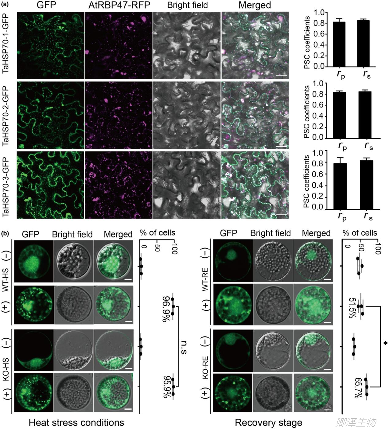 New Phytol. | 小麦热应激研究中Polysome profiling技术应用-公司新闻-广州卿泽生物科技有限公司