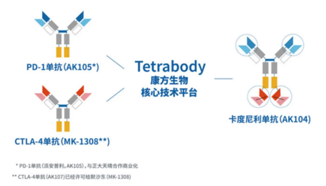 AACR 2024|百舸争流展风采，免疫检查点创新药物数据惊艳 - 企业动态 - 丁香通