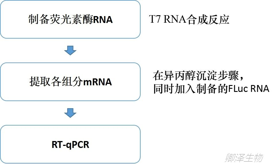 干货来了，Polysome分离后做qPCR如何设置参照?-公司新闻-广州卿泽生物科技有限公司