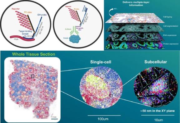 组织芯片+CosMx™ SMI（最多原位检测6000个RNA）让高性价比单细胞水平空间组学研究唾手可得 - 企业动态 - 丁香通