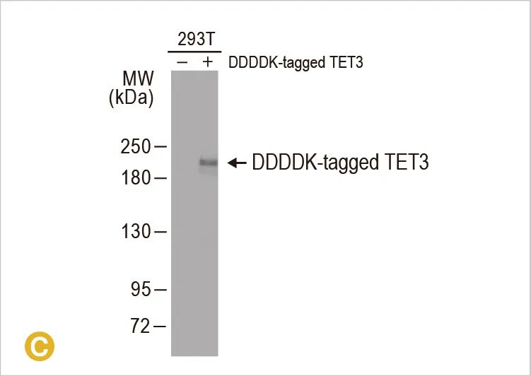 重要发现: TET2 诱导的蛋白酶体降解导致非小细胞肺癌对 EGFR 酪氨酸激酶抑制剂产生耐药性 - 企业动态 - 丁香通