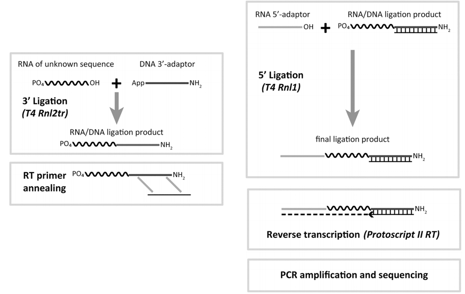 干货│T4 RNA Ligase 1：RNA研究的多功能粘合剂 - 企业动态 - 丁香通