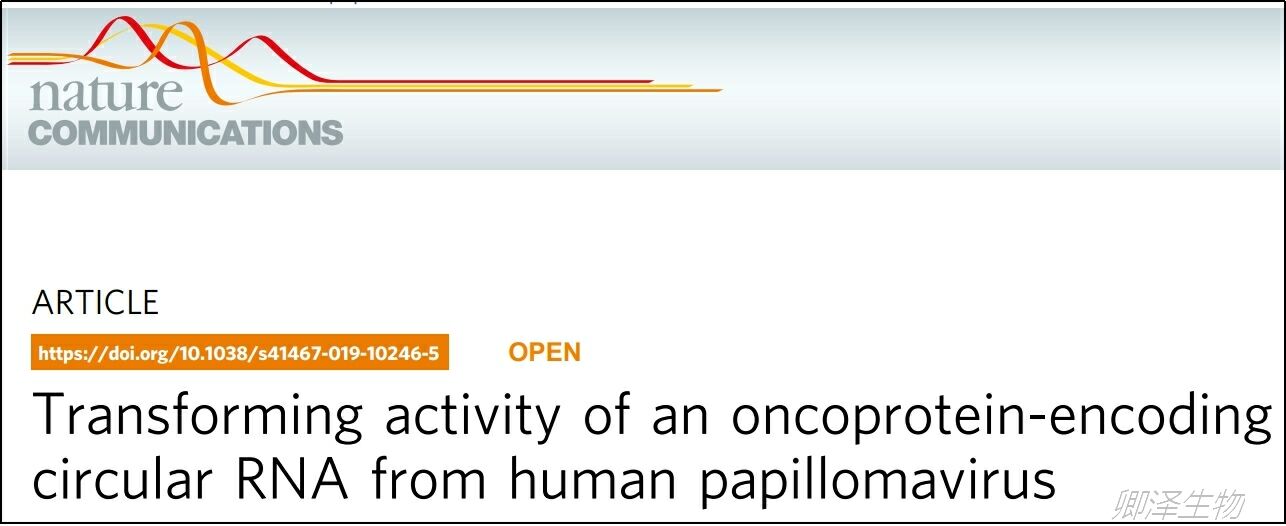 Nat Commun. | circRNA的m6A表观遗传调控中Polysome profiling的技术应用 - 企业动态 - 丁香通