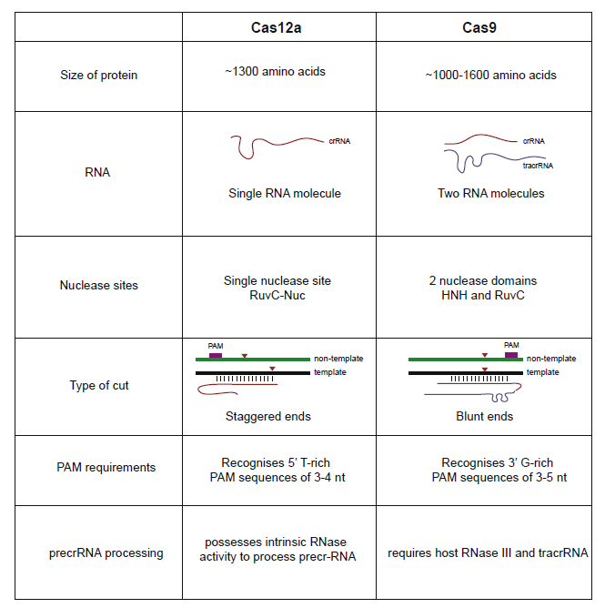 上新│Cas12a：CRISPR工具箱中的新星！-公司新闻-翌圣生物科技（上海）股份有限公司