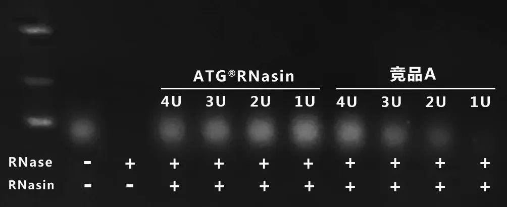 实验丨RNA忠实的守护神ATG®RNasin，精准抑制RNase污染 - 企业动态 - 丁香通