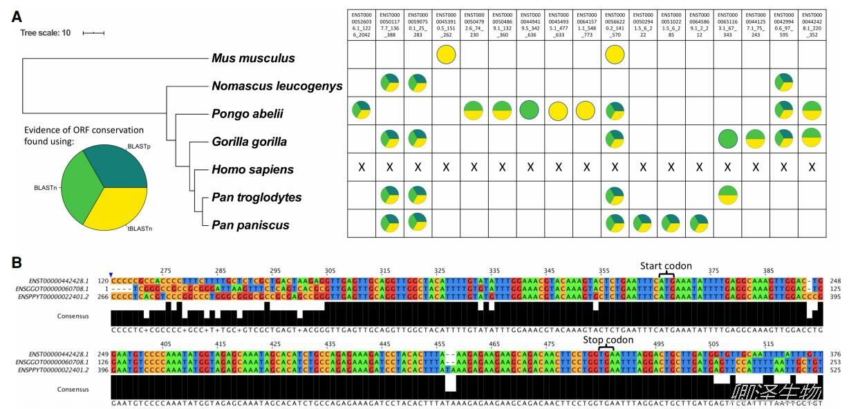 RNA. | Poly-Ribo-Seq技术揭示在人类神经元分化过程中lncRNA的翻译-公司新闻-广州卿泽生物科技有限公司