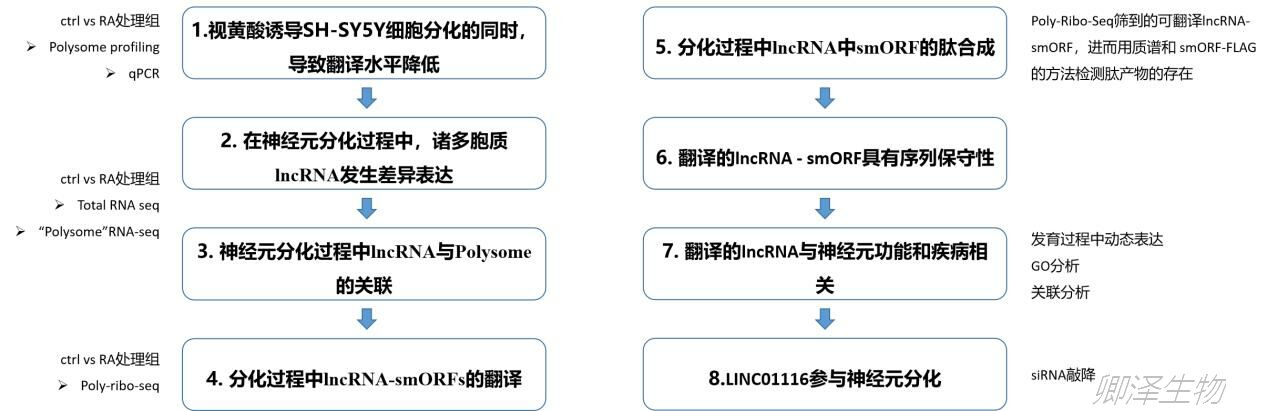 RNA. | Poly-Ribo-Seq技术揭示在人类神经元分化过程中lncRNA的翻译-公司新闻-广州卿泽生物科技有限公司