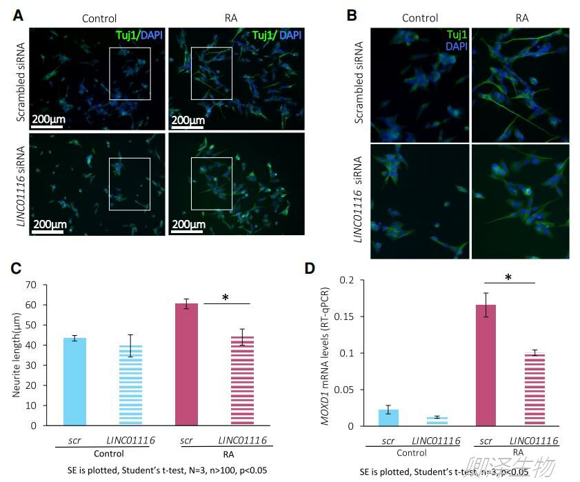 RNA. | Poly-Ribo-Seq技术揭示在人类神经元分化过程中lncRNA的翻译-公司新闻-广州卿泽生物科技有限公司