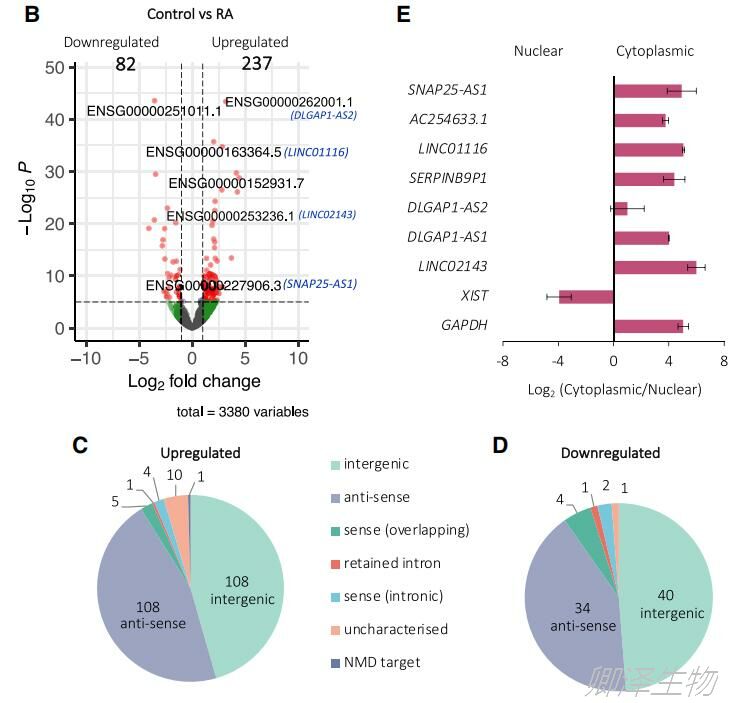 RNA. | Poly-Ribo-Seq技术揭示在人类神经元分化过程中lncRNA的翻译-公司新闻-广州卿泽生物科技有限公司
