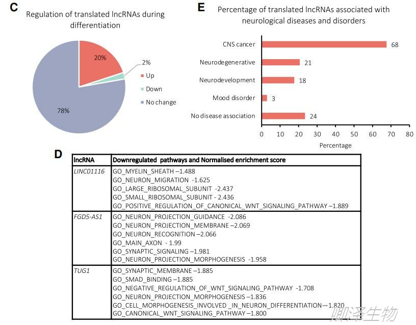 RNA. | Poly-Ribo-Seq技术揭示在人类神经元分化过程中lncRNA的翻译-公司新闻-广州卿泽生物科技有限公司