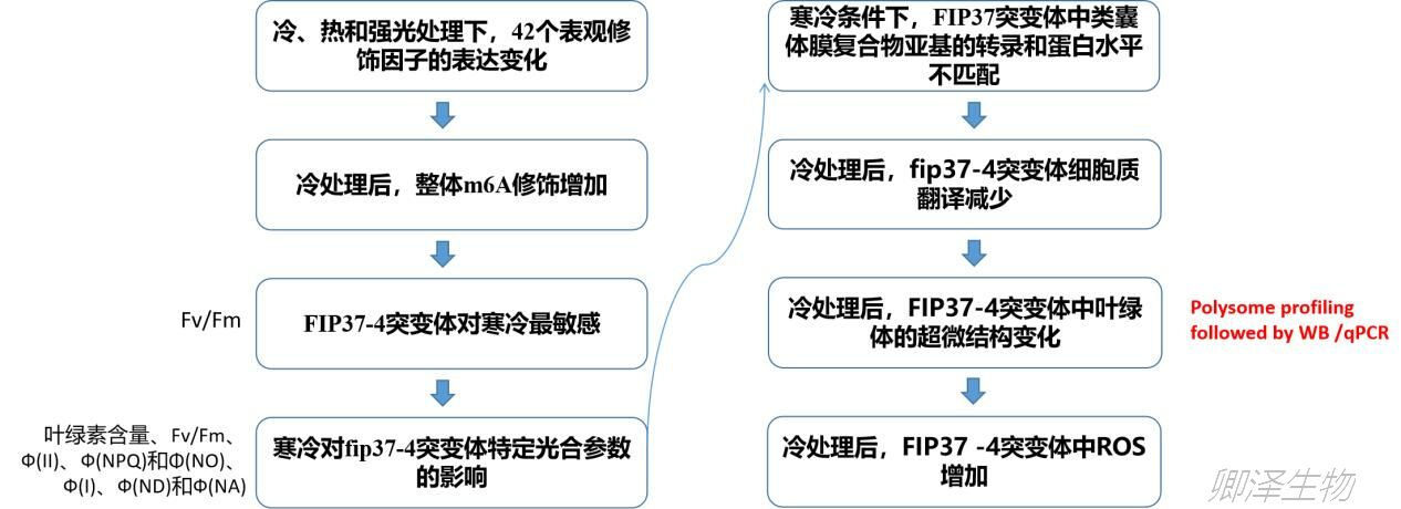 Plant Commun. | 植物叶绿体的m6A表观遗传调控中Polysome profiling的技术应用-公司新闻-广州卿泽生物科技有限公司