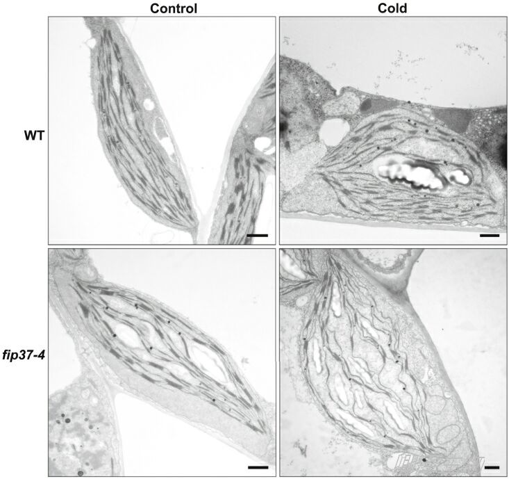 Plant Commun. | 植物叶绿体的m6A表观遗传调控中Polysome profiling的技术应用-公司新闻-广州卿泽生物科技有限公司