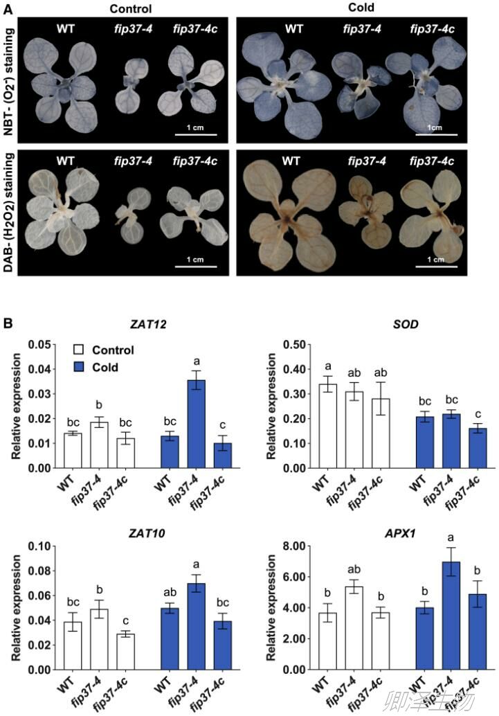 Plant Commun. | 植物叶绿体的m6A表观遗传调控中Polysome profiling的技术应用-公司新闻-广州卿泽生物科技有限公司