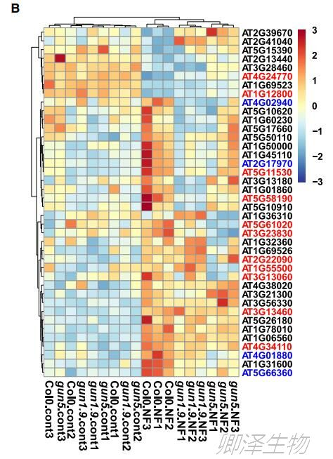 Plant Commun. | 植物叶绿体的m6A表观遗传调控中Polysome profiling的技术应用-公司新闻-广州卿泽生物科技有限公司