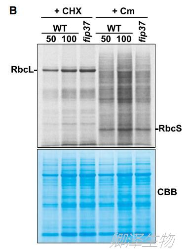 Plant Commun. | 植物叶绿体的m6A表观遗传调控中Polysome profiling的技术应用-公司新闻-广州卿泽生物科技有限公司