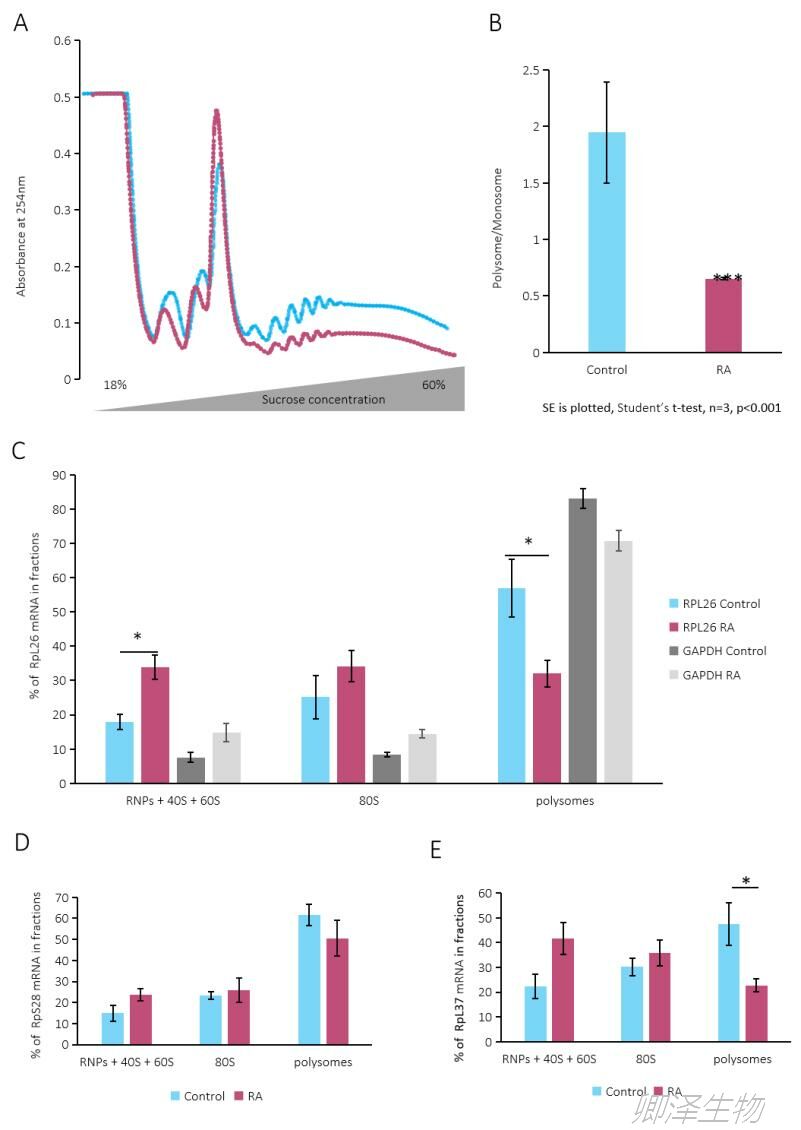 RNA. | Poly-Ribo-Seq技术揭示在人类神经元分化过程中lncRNA的翻译-公司新闻-广州卿泽生物科技有限公司