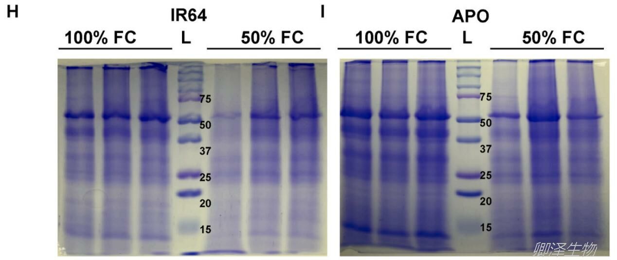 Plant Physiol Biochem. | 水稻抗旱性的m6A表观遗传调控中Polysome profiling的技术应用-公司新闻 ...