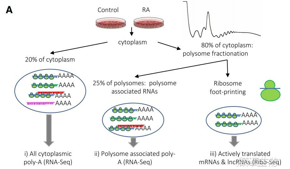 RNA. | Poly-Ribo-Seq技术揭示在人类神经元分化过程中lncRNA的翻译-公司新闻-广州卿泽生物科技有限公司