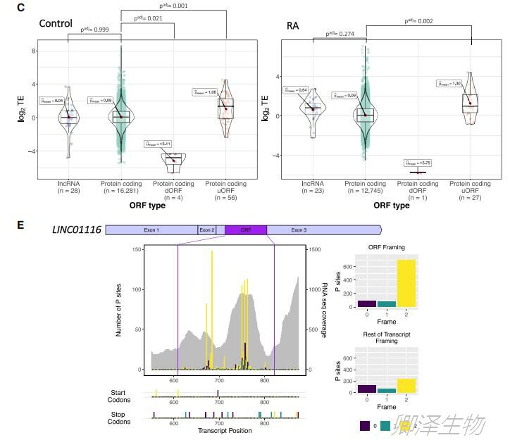 RNA. | Poly-Ribo-Seq技术揭示在人类神经元分化过程中lncRNA的翻译-公司新闻-广州卿泽生物科技有限公司