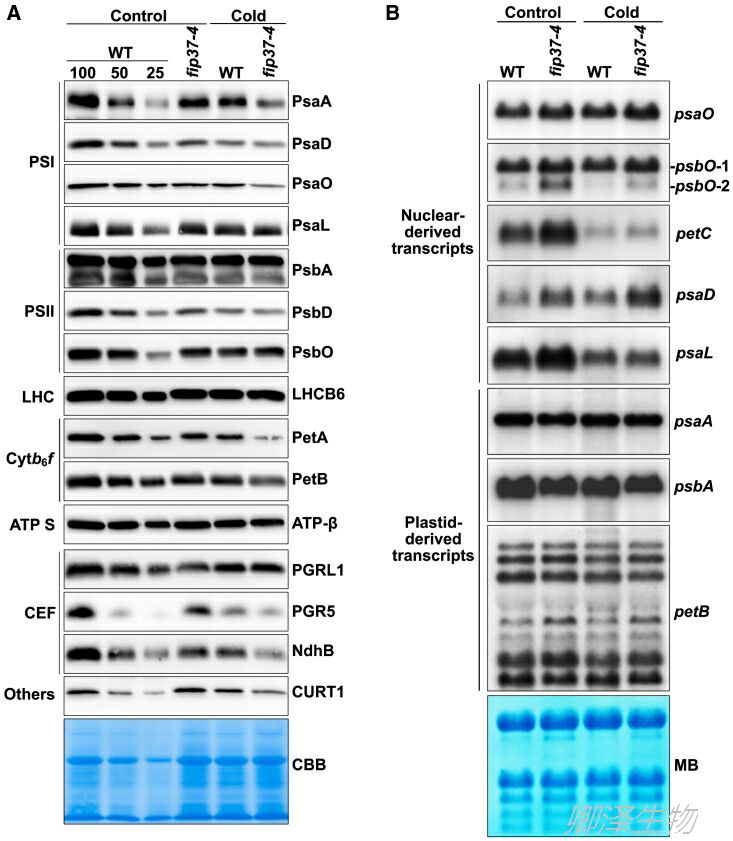 Plant Commun. | 植物叶绿体的m6A表观遗传调控中Polysome profiling的技术应用-公司新闻-广州卿泽生物科技有限公司