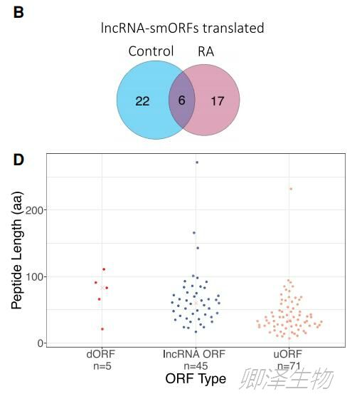 RNA. | Poly-Ribo-Seq技术揭示在人类神经元分化过程中lncRNA的翻译-公司新闻-广州卿泽生物科技有限公司