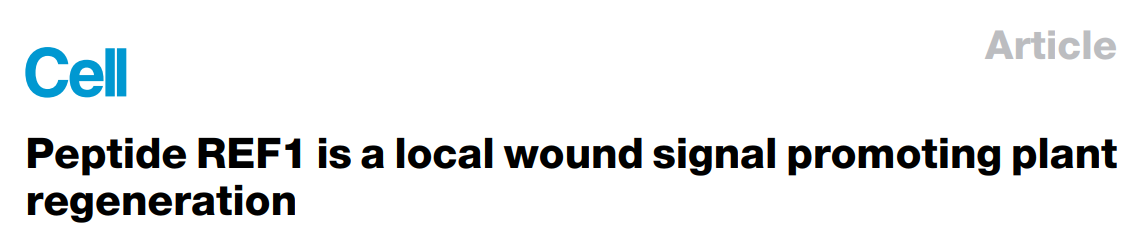再生因子REF1 Cell | 破解世纪难题——李传友团队首次发现再生因子调控植物组织修复和器官再生-公司新闻-北京中科亚光生物科技有限公司