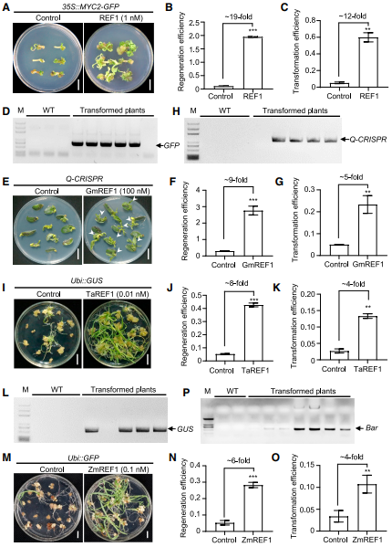 再生因子REF1 Cell | 破解世纪难题——李传友团队首次发现再生因子调控植物组织修复和器官再生-公司新闻-北京中科亚光生物科技有限公司