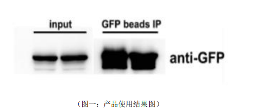Anti-GFP Nanobody Agarose Beads - 企业动态 - 丁香通