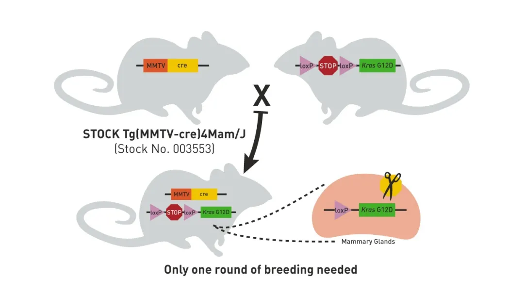 一文搞懂Cre-loxP条件性基因编辑-公司新闻-鼠来宝（武汉）生物科技有限公司