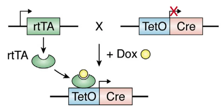 一文搞懂Cre-loxP条件性基因编辑 - 企业动态 - 丁香通