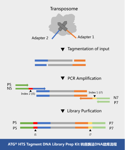 新品丨转座酶法DNA建库试剂盒ATG® HTS Tagment DNA Library Prep Kit，微量精准，均一高效 - 企业动态 - 丁香通