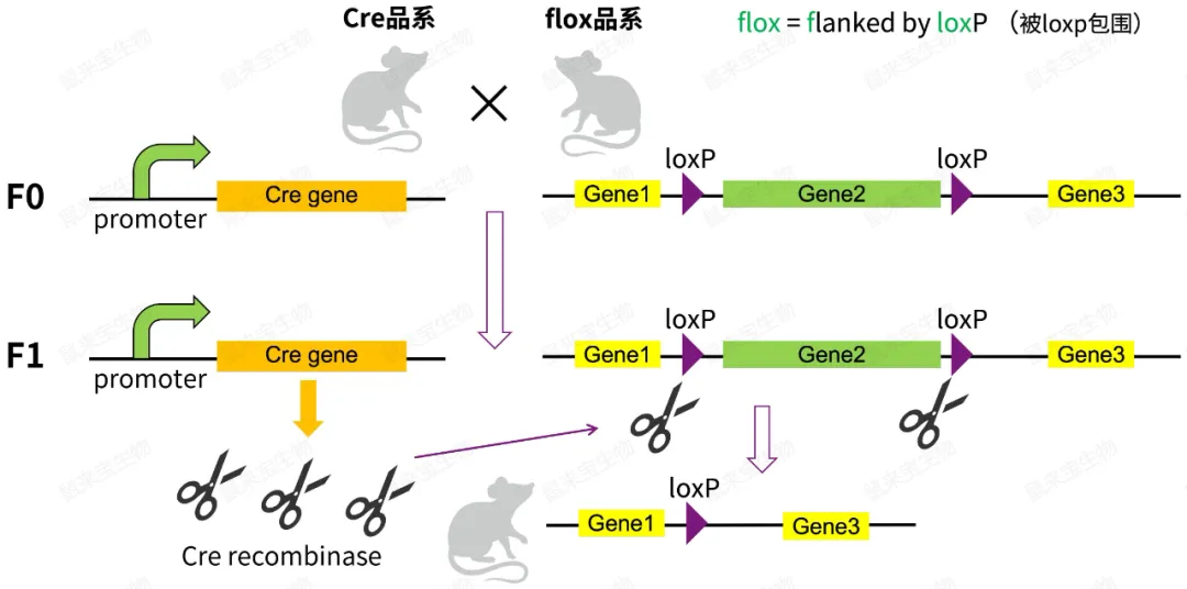一文搞懂Cre-loxP条件性基因编辑-公司新闻-鼠来宝（武汉）生物科技有限公司