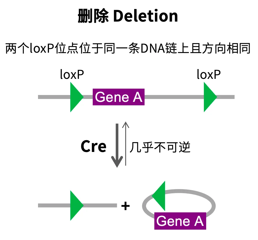 一文搞懂Cre-loxP条件性基因编辑-公司新闻-鼠来宝（武汉）生物科技有限公司