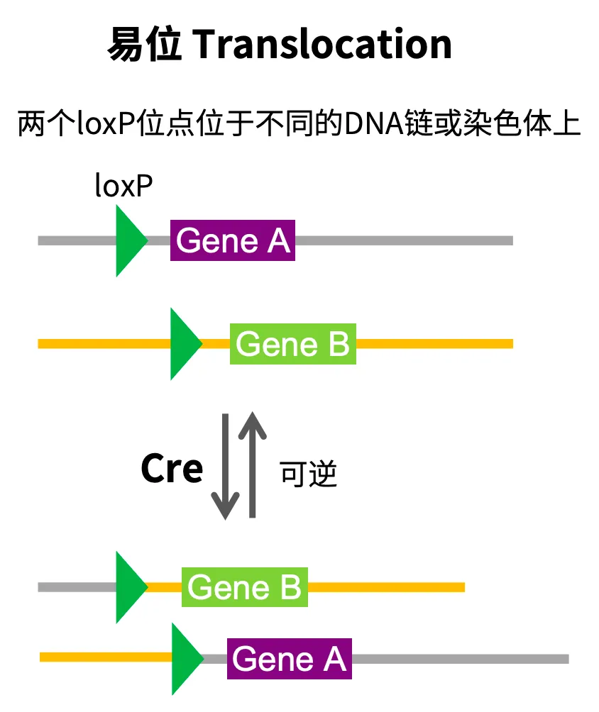 一文搞懂Cre-loxP条件性基因编辑 - 企业动态 - 丁香通