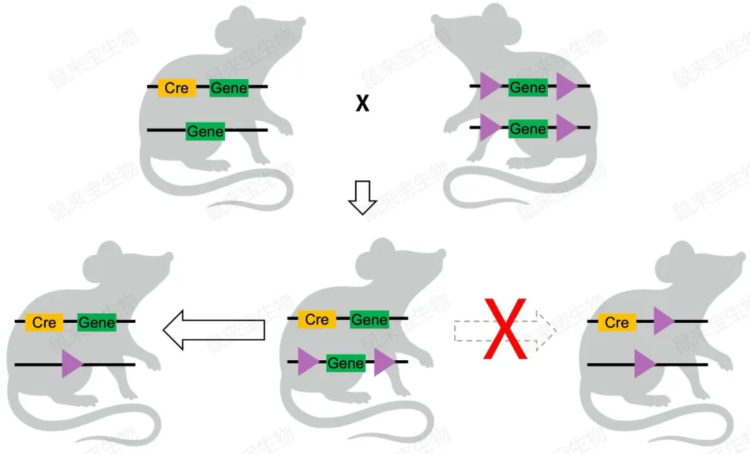 一文搞懂Cre-loxP条件性基因编辑-公司新闻-鼠来宝（武汉）生物科技有限公司