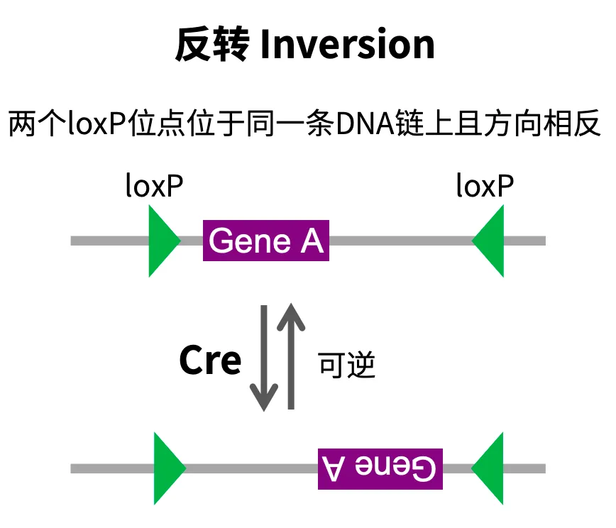 一文搞懂Cre-loxP条件性基因编辑 - 企业动态 - 丁香通