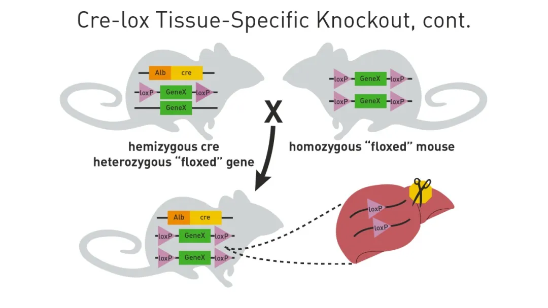 一文搞懂Cre-loxP条件性基因编辑-公司新闻-鼠来宝（武汉）生物科技有限公司
