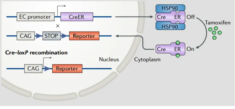 一文搞懂Cre-loxP条件性基因编辑-公司新闻-鼠来宝（武汉）生物科技有限公司