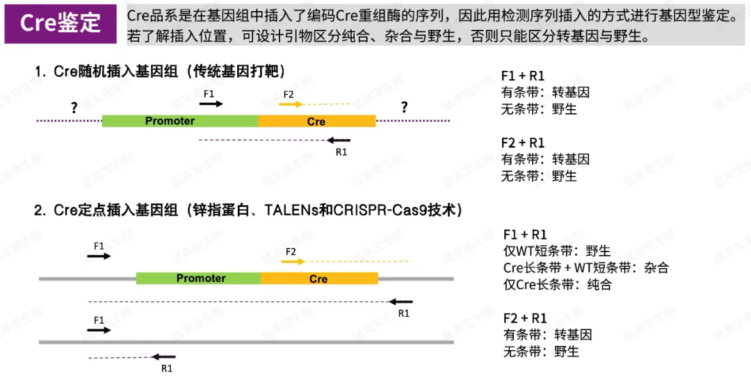 一文搞懂Cre-loxP条件性基因编辑 - 企业动态 - 丁香通