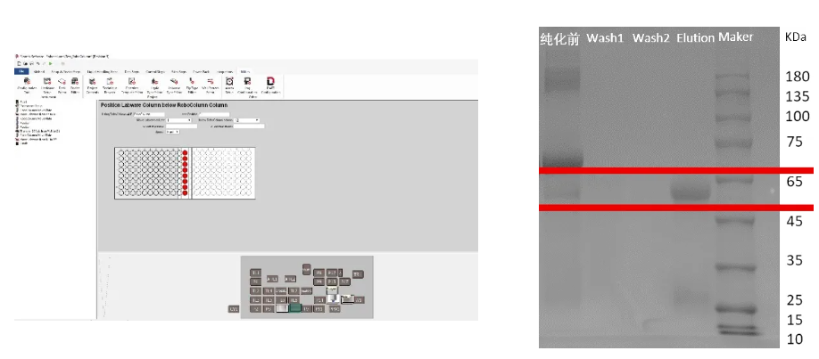 请查收！您的全自动高通量蛋白纯化方案已发布！ - 企业动态 - 丁香通