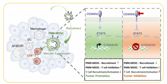 Nature：广谱抗癌新靶点 - 中国科学家发现中性粒细胞免疫抑制受体CD300ld可逆转肿瘤免疫抑制-公司新闻-鼠来宝（武汉）生物科技有限公司