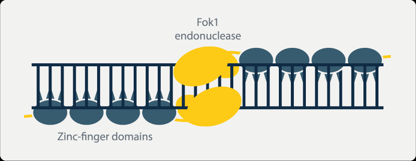 聊聊基因编辑技术的前世今生：ZFN、TALEN、CRISPR - 企业动态 - 丁香通