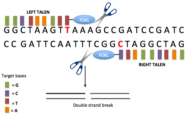 聊聊基因编辑技术的前世今生：ZFN、TALEN、CRISPR - 企业动态 - 丁香通