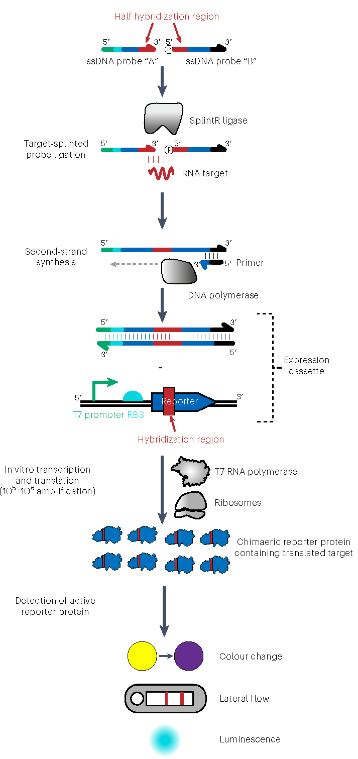 上新 | PBCV DNA Ligase（SplintR连接酶）：连接性能远超T4 连接酶，适用于原位测序、高灵敏RNA 检测 - 企业动态 ...