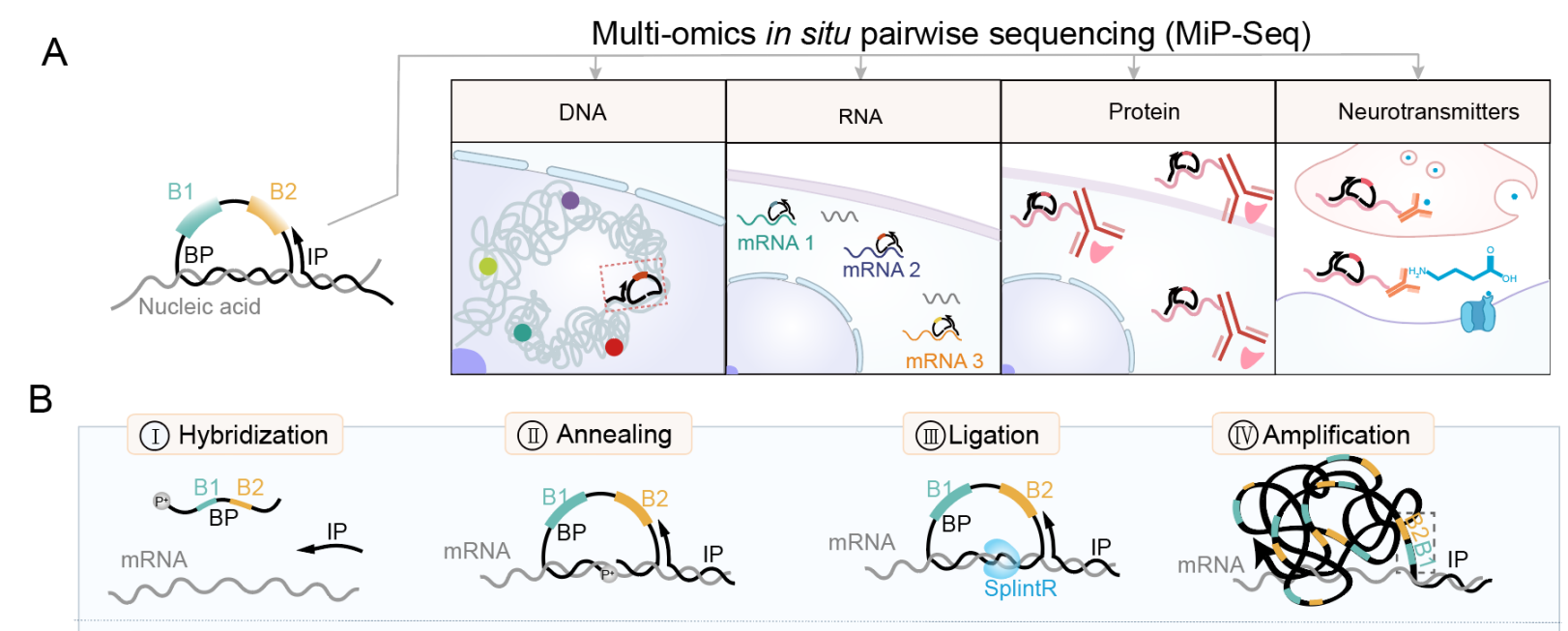 上新 | PBCV DNA Ligase（SplintR连接酶）：连接性能远超T4 连接酶，适用于原位测序、高灵敏RNA 检测 - 企业动态 ...