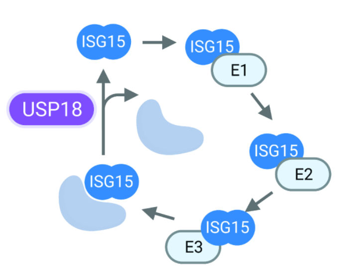 辉瑞-牛津强强联手：赛多利斯三剑客揭示 USP18 调控之谜_公司新闻_德国赛多利斯集团