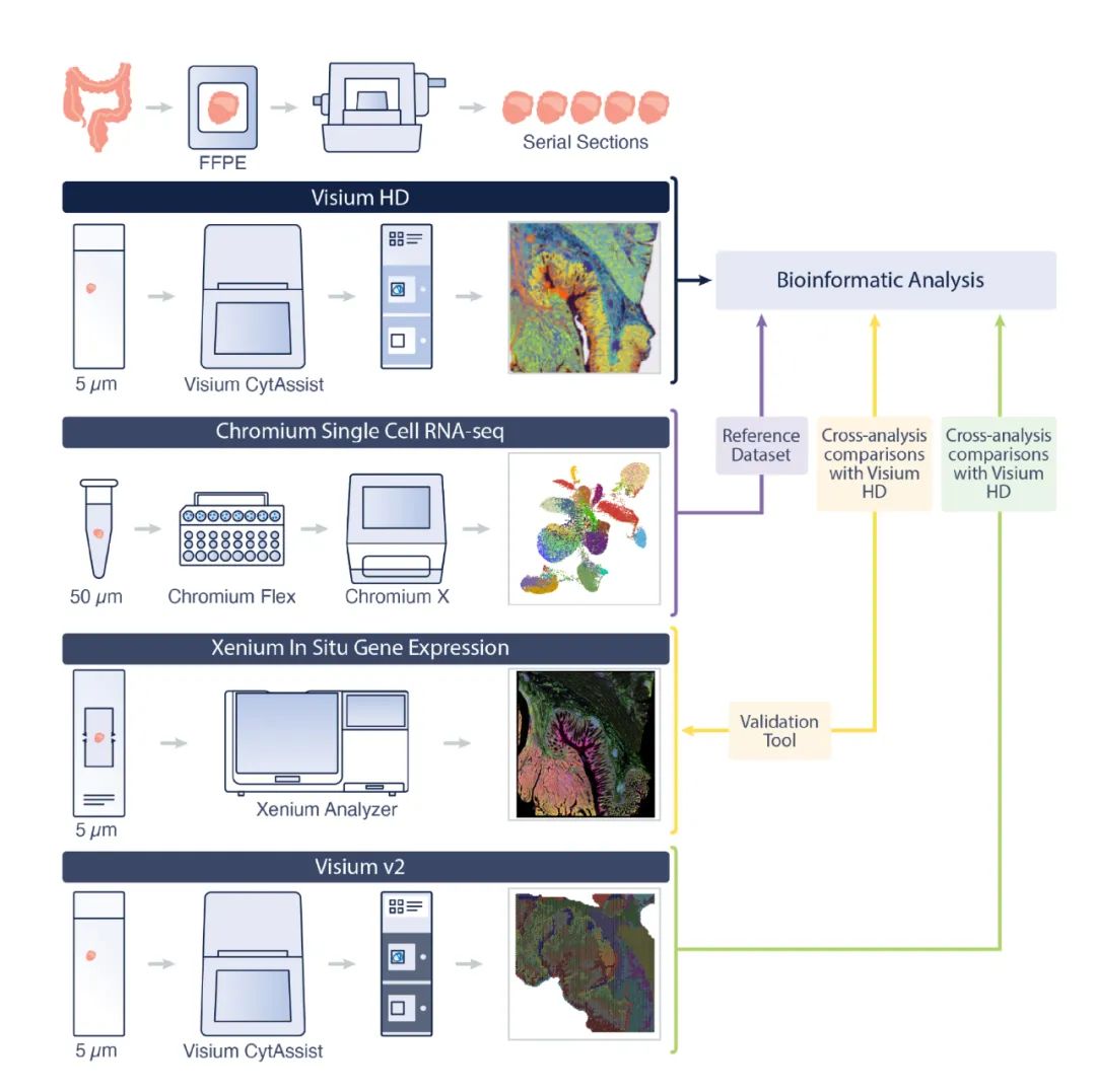 全球首篇Visium HD 文章上线！10x单细胞/空间/原位技术从不同维度相互佐证，助力更多发现！-公司新闻-上海仁科生物科技有限公司