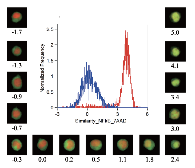 Cytek® Amnis® ImageStream®X Mk II流式图像交互，领略NF-κB 核转位之旅-公司新闻-Cytek ...