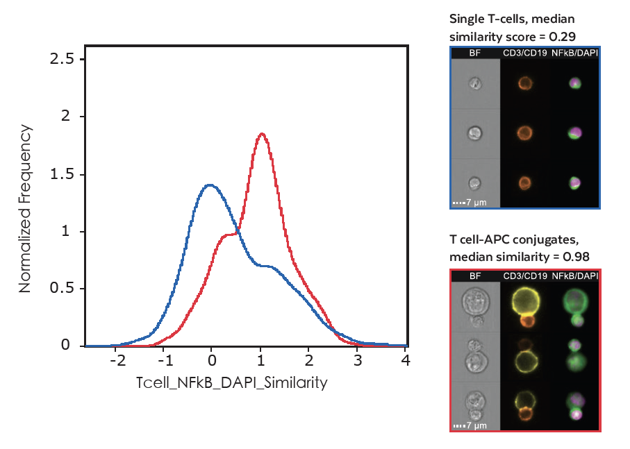 Cytek® Amnis® ImageStream®X Mk II流式图像交互，领略NF-κB 核转位之旅-公司新闻-Cytek ...