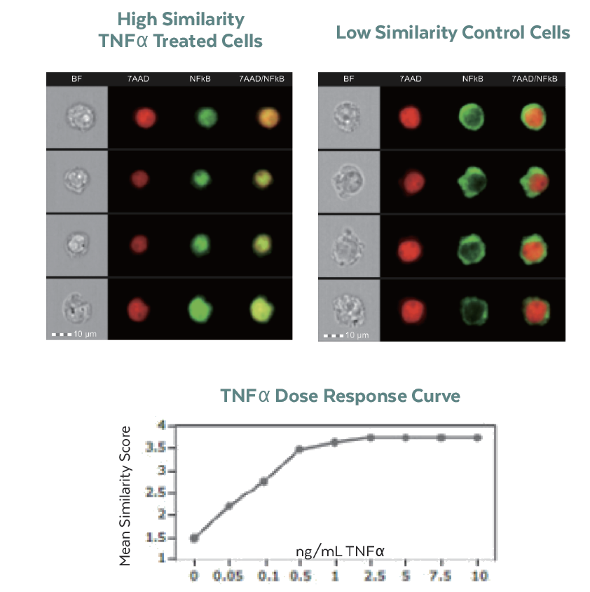 Cytek® Amnis® ImageStream®X Mk II流式图像交互，领略NF-κB 核转位之旅-公司新闻-Cytek ...